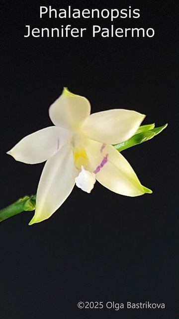 Phalaenopsis Jennifer Palermo