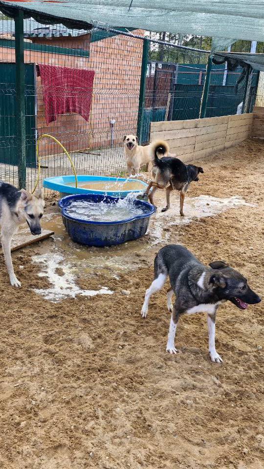 "Друзья Фриды" ❥ Приют в Малинках