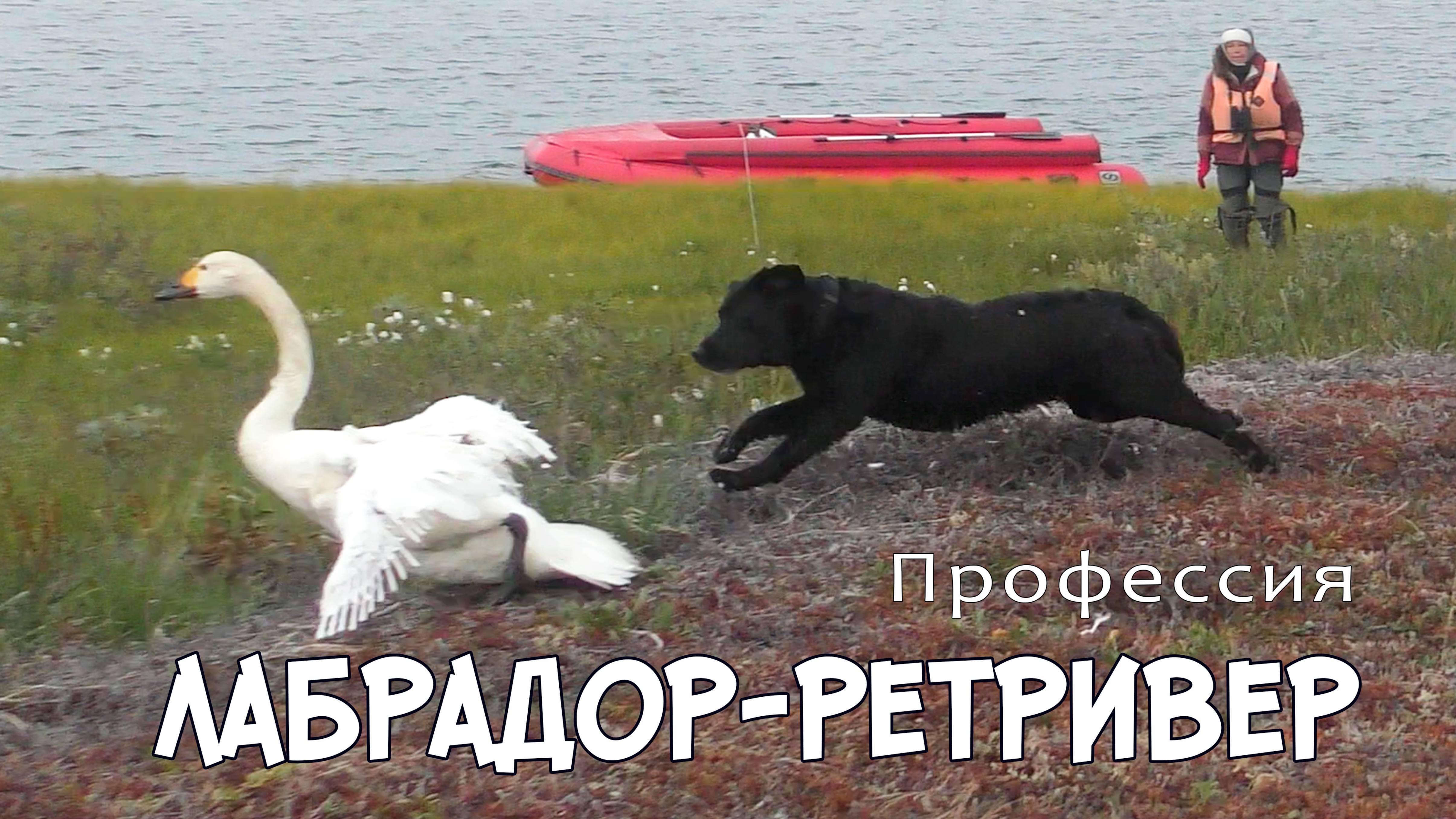 Профессия – лабрадор-ретривер