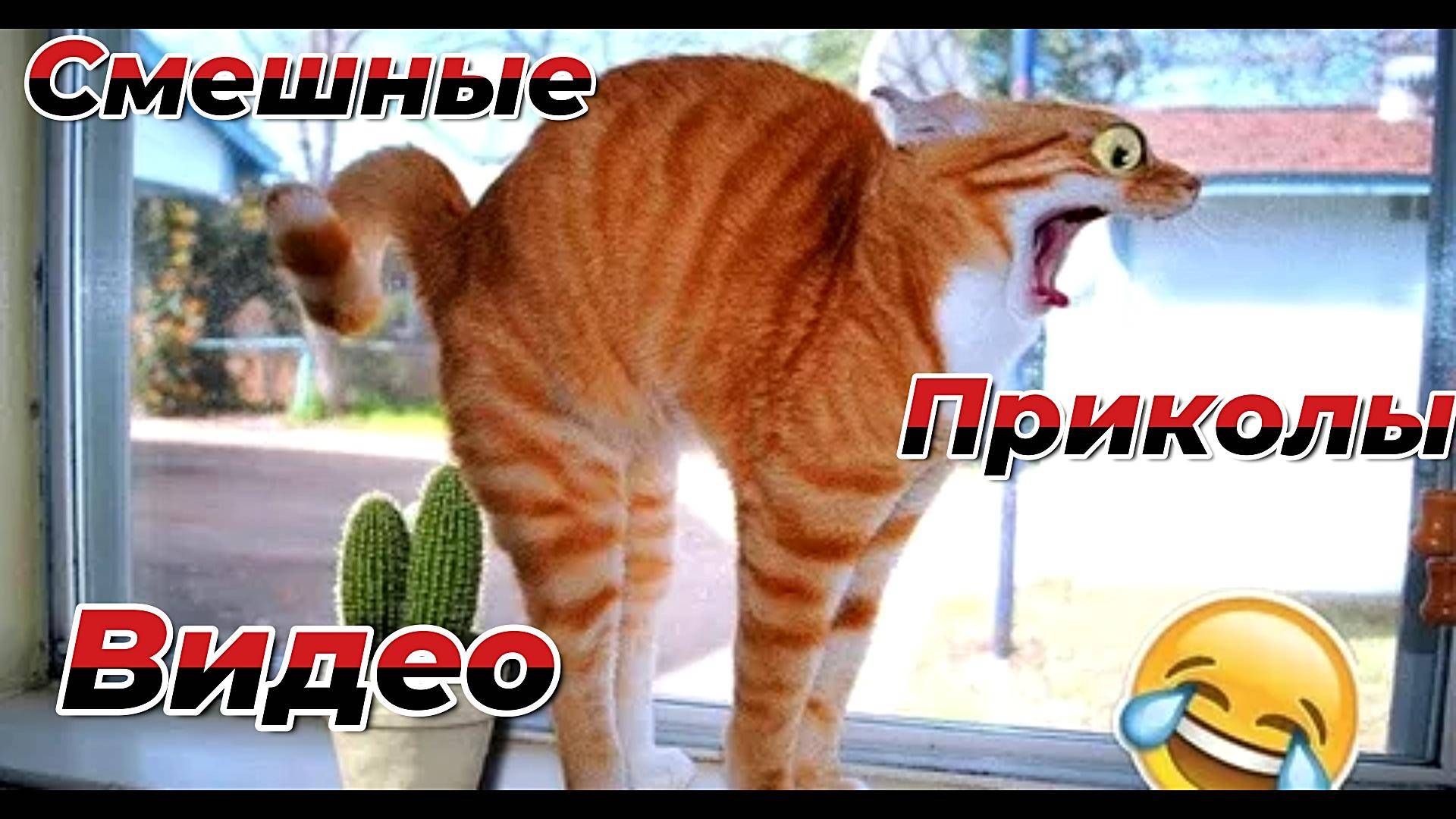 Самые смешные видео приколы|Юмор и Приколы
