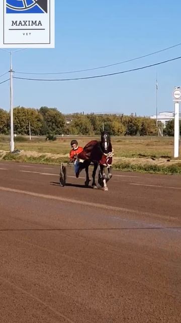 MAXIMA VET: Наш пациент одержал победу!