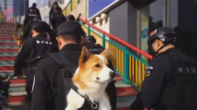 Полицейский пёсик корги забрал сосиску у ребёнка во время службы и получил выговор