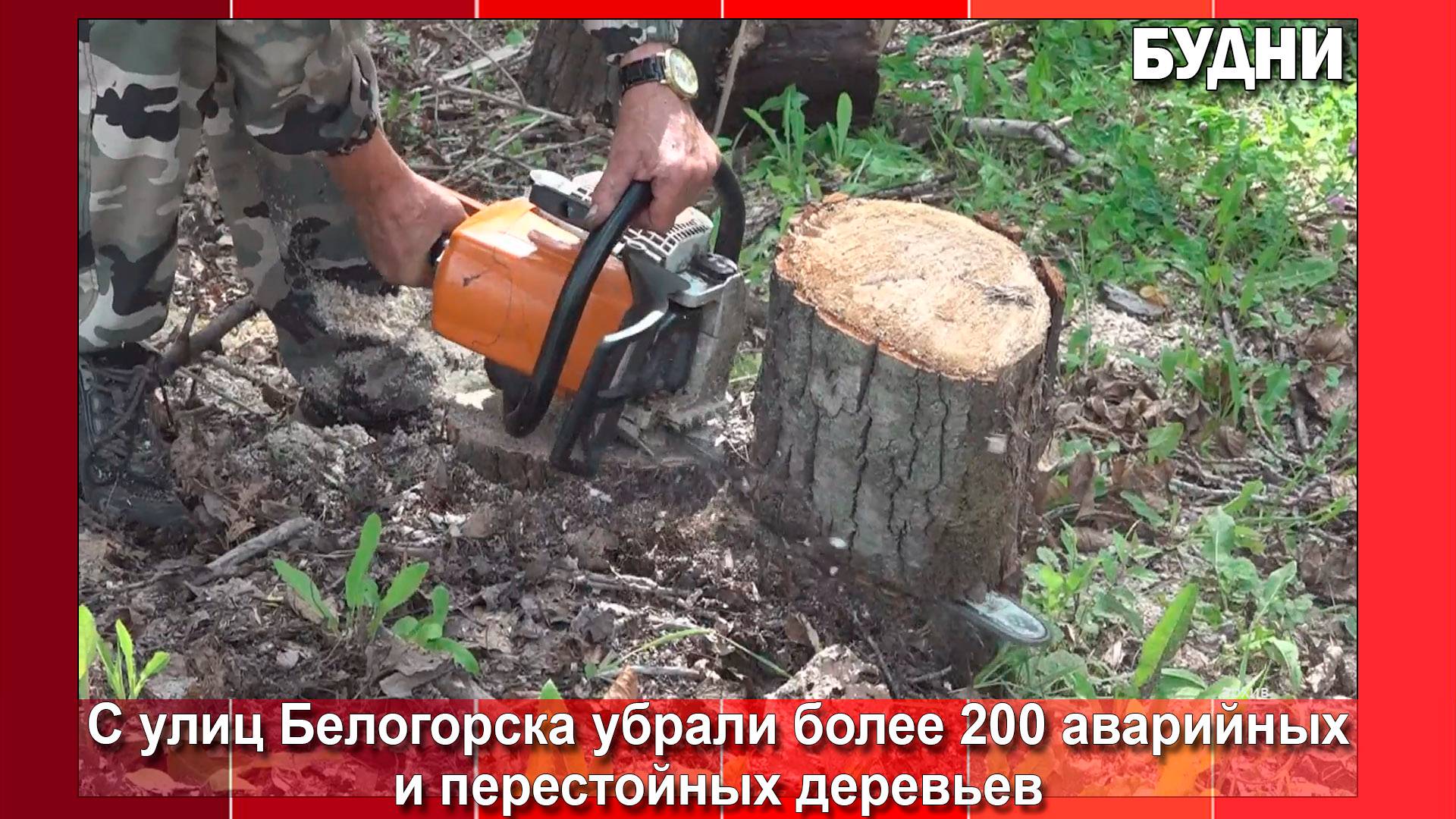 С улиц Белогорска убрали более 200 аварийных деревьев