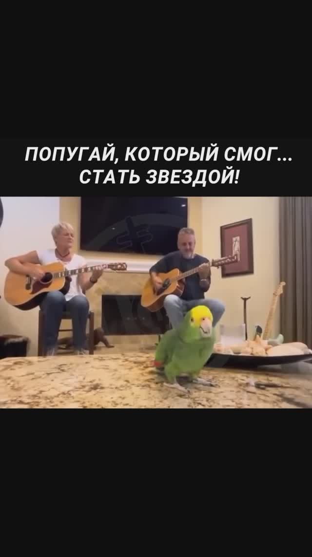 Талантливый попугай стал звездой сети, блестяще исполнив культовую песню Боба Дилана «Knockin' on