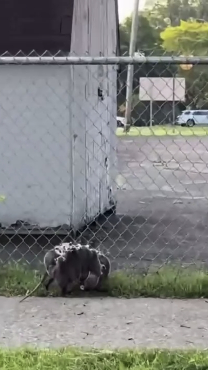 Всех своих ношу с собой 😼