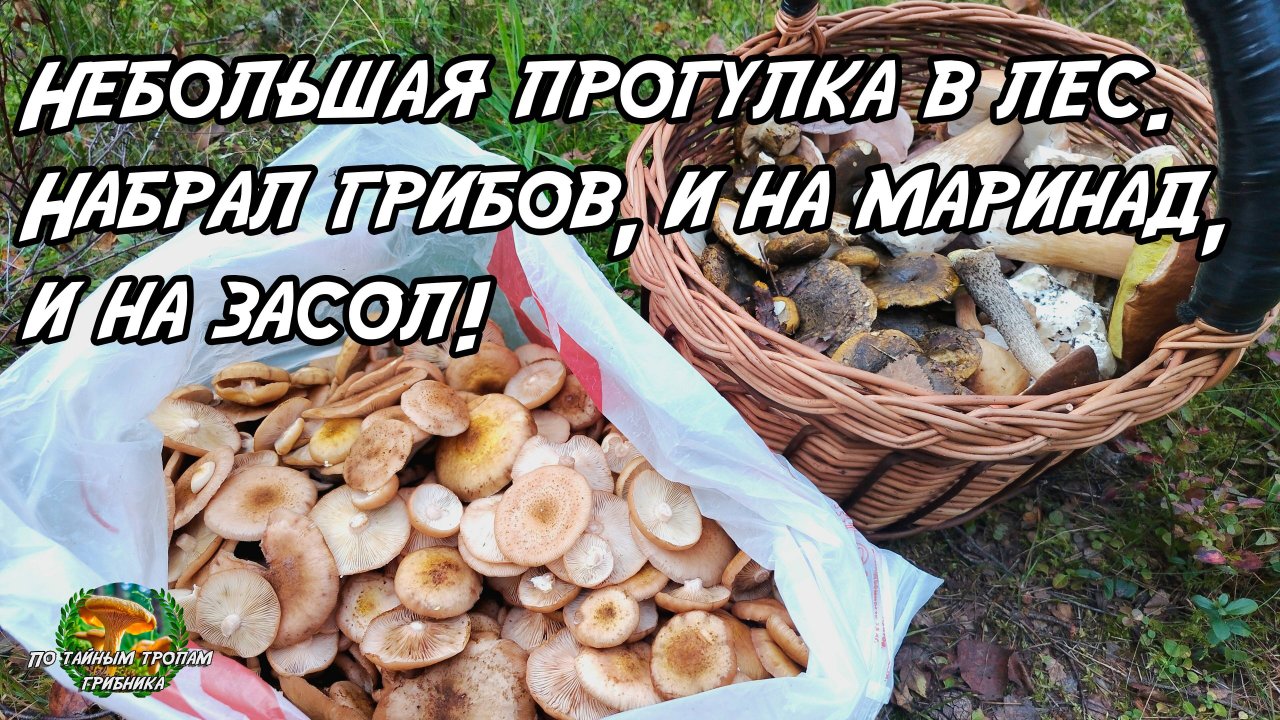 Небольшая прогулка в лес. Набрал грибов, и на маринад, и на засол! 10.09.25
