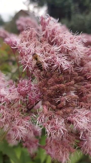 Хороша Сибирская осень