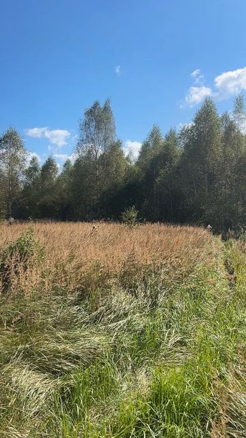 Продаётся  участок 6 Га под сельхоз.производство в деревне Вяльковка, Александровский район