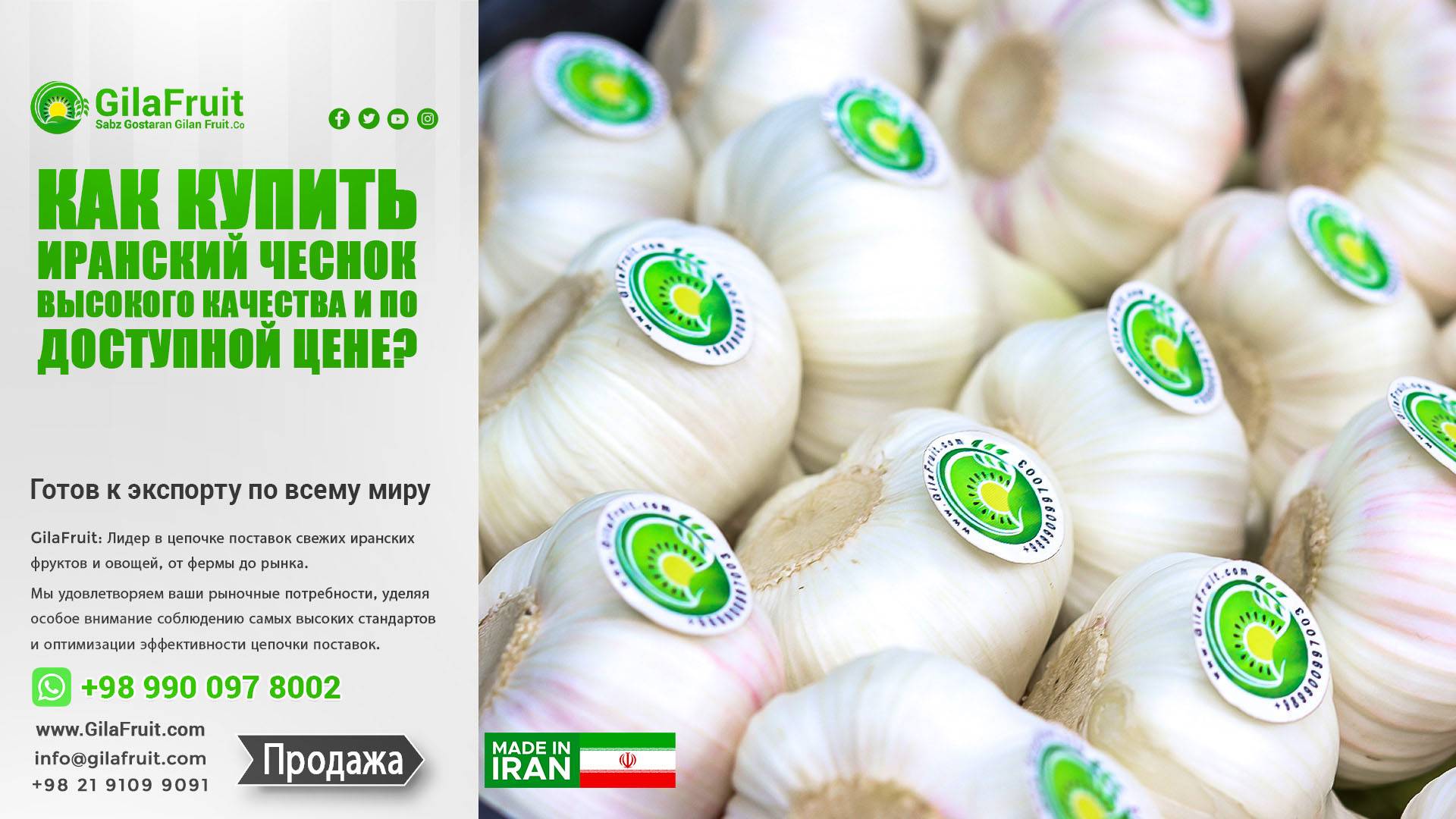 Как купить иранский чеснок для экспорта с высоким качеством и по разумной цене?