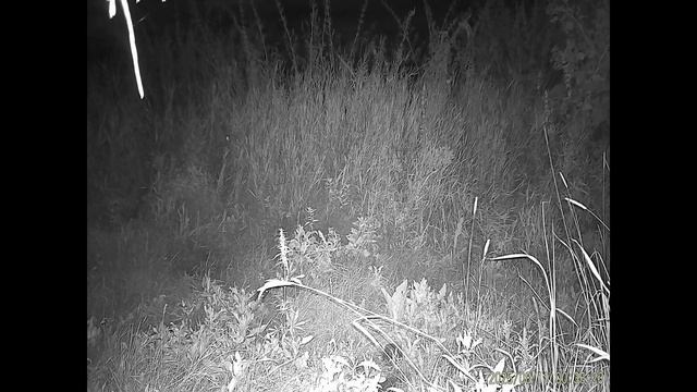 Лиса с о.Сыкандык