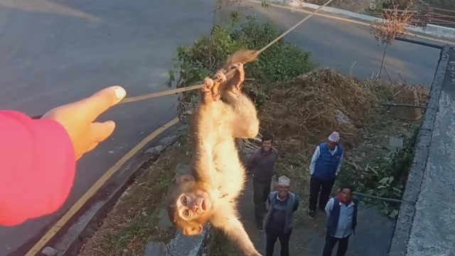 Обезьянка малышка милая дикая забралась на крышу Дразнит собаку На руки не идёт Далеко не убегае
