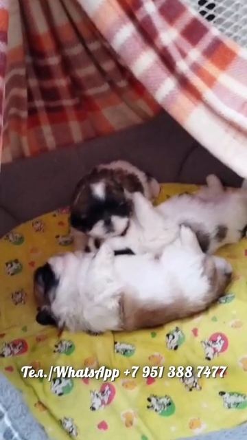 Питомник пекинесов "Савелина", мальчики свободны для брони