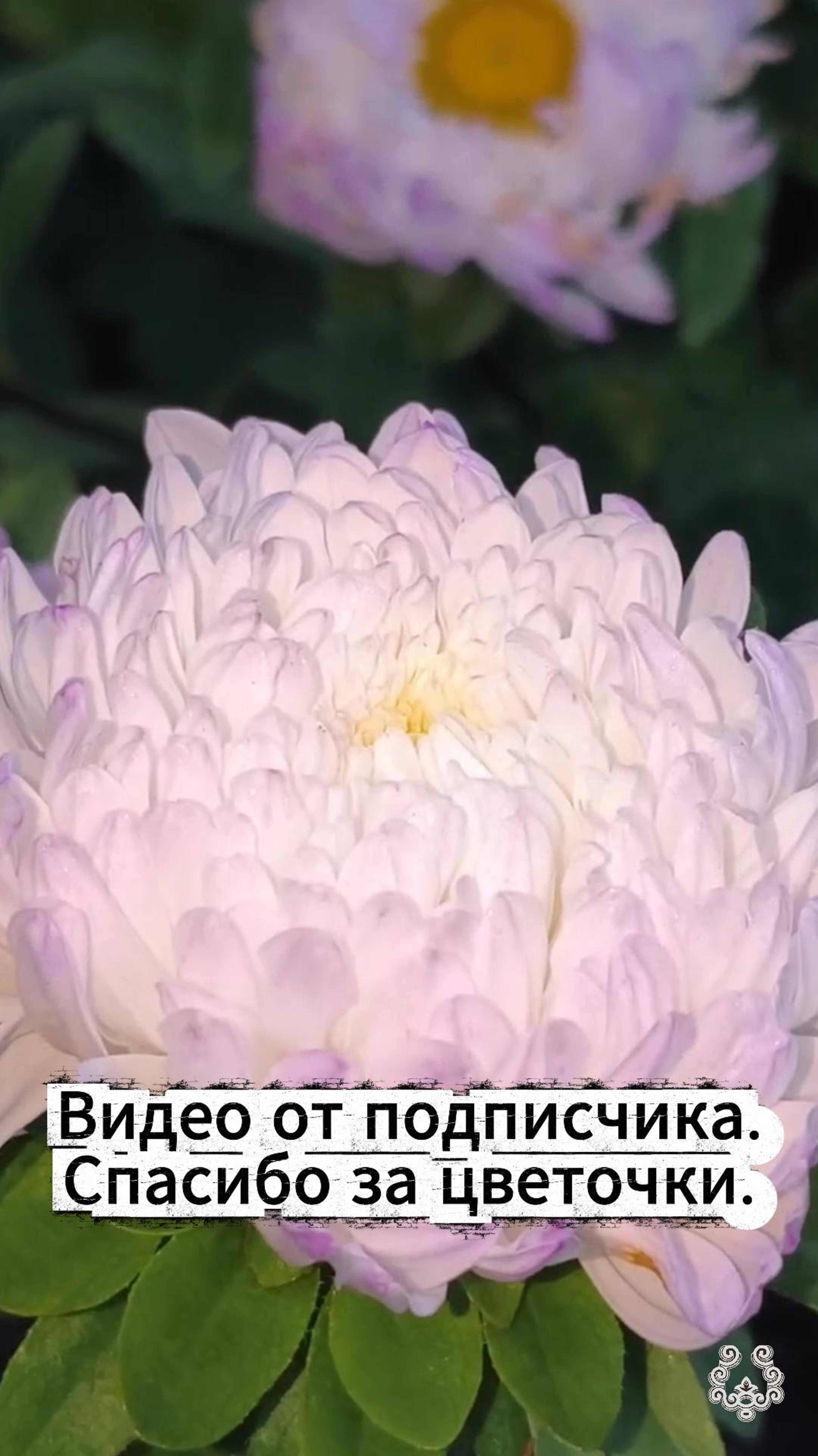 Спасибо подписчику за очередное красивое видео.