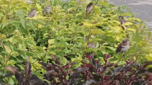 фонтан белки колибри прогулка ЦВЕТЫ- симметрии красоты- жизнь ПЧЕЛЫ -дорога цветов белка