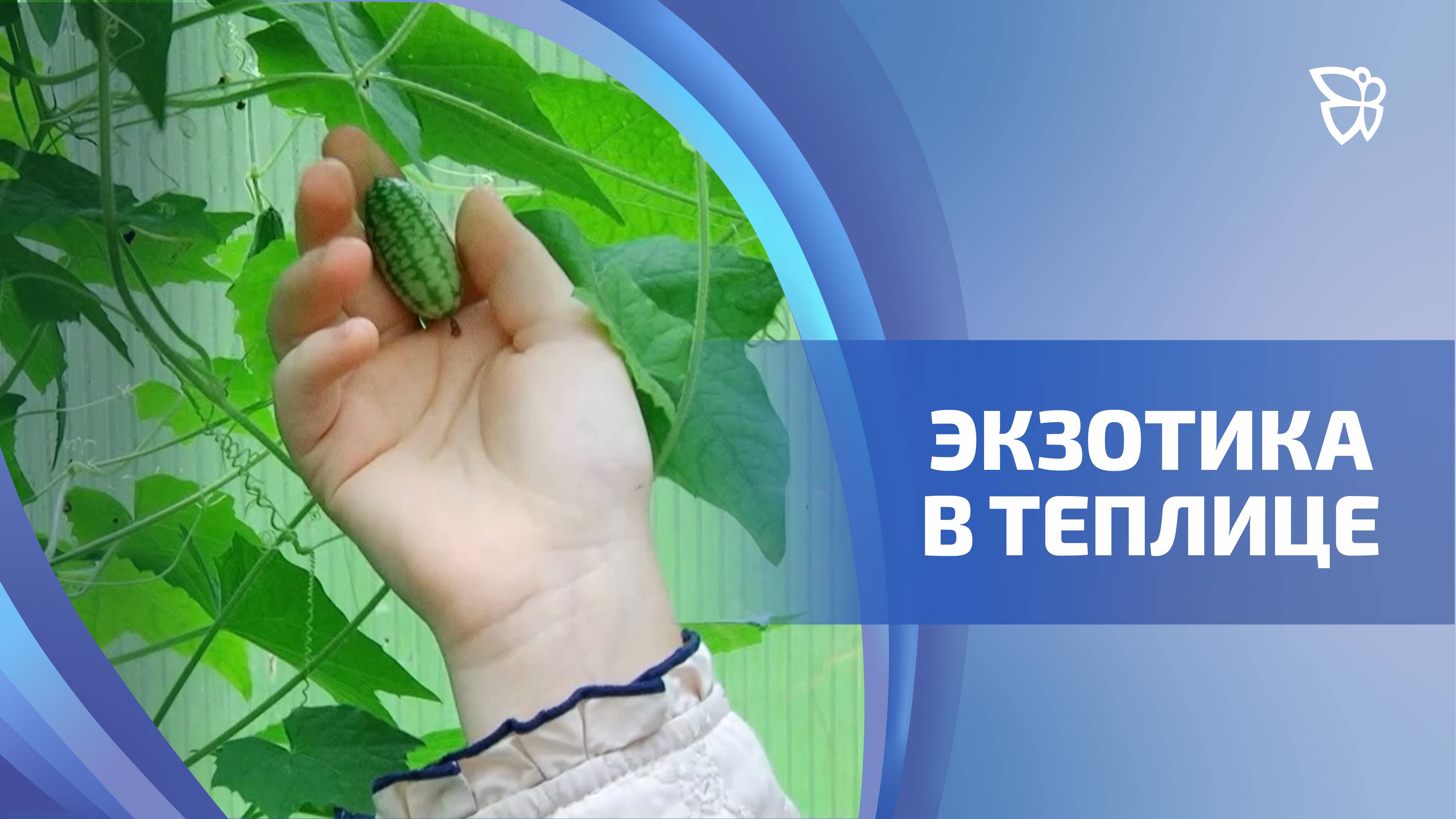 На городской станции юных натуралистов сезон урожая