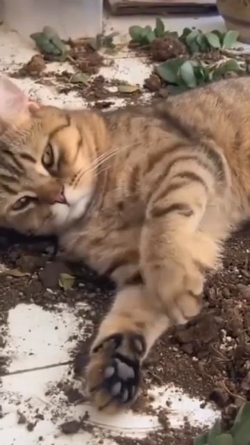 С чувством выполненного долга