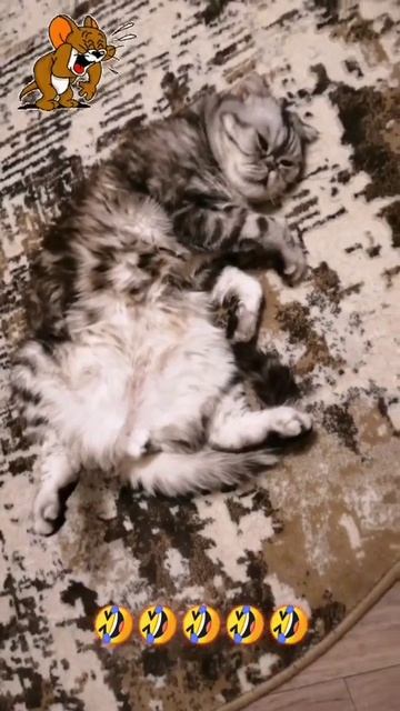 КотоЛень