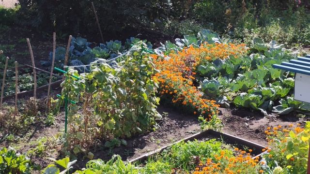 12-09-2025 пятница в деревне, деревенская осень