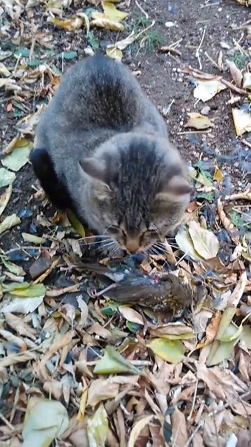 Хищник #мск #котики