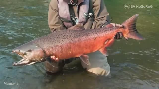 Как меняется окраска Чавычи (King salmon) — Oncorhynchus tshawytscha в нерестовый период ?