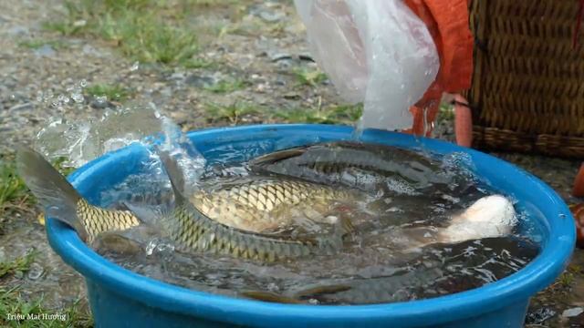 Harvest a Huge Load of Fish to Bring to The Market to Sell - Enjoy Delicious Grilled Fish. Trieu Mai