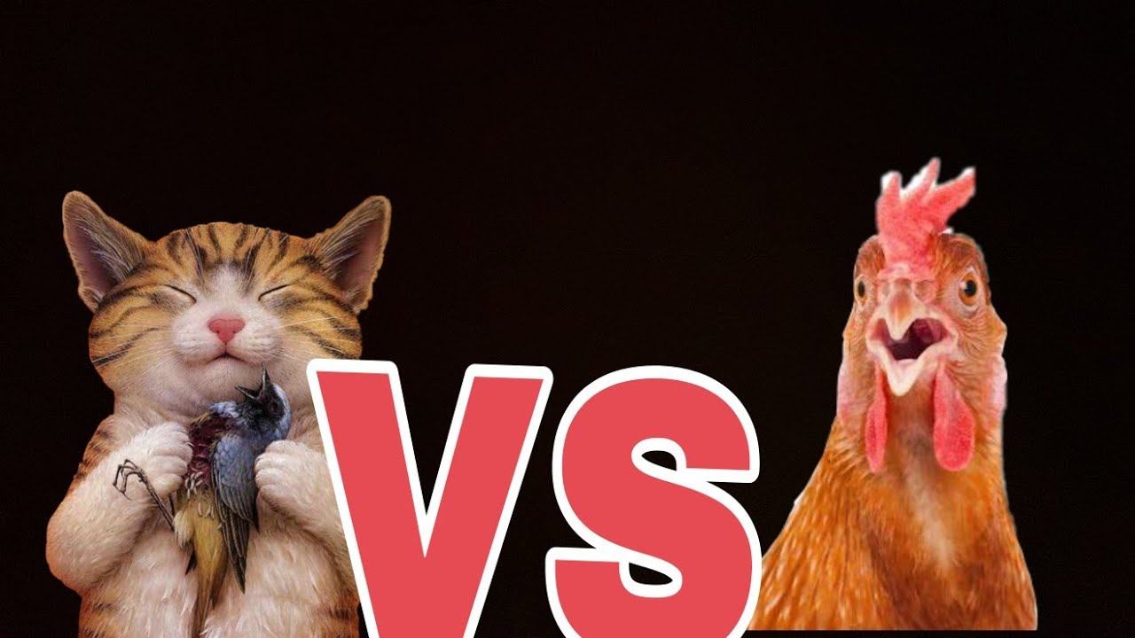 Кот и куры