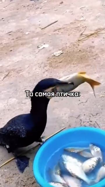 Женщина должна есть как птичка 😂