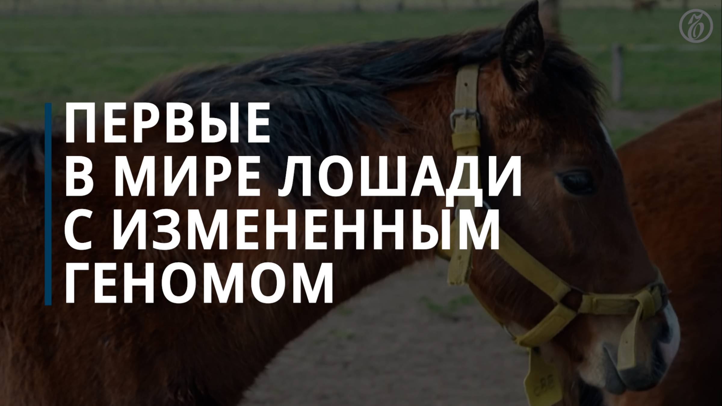 Первые в мире лошади с измененным геномом