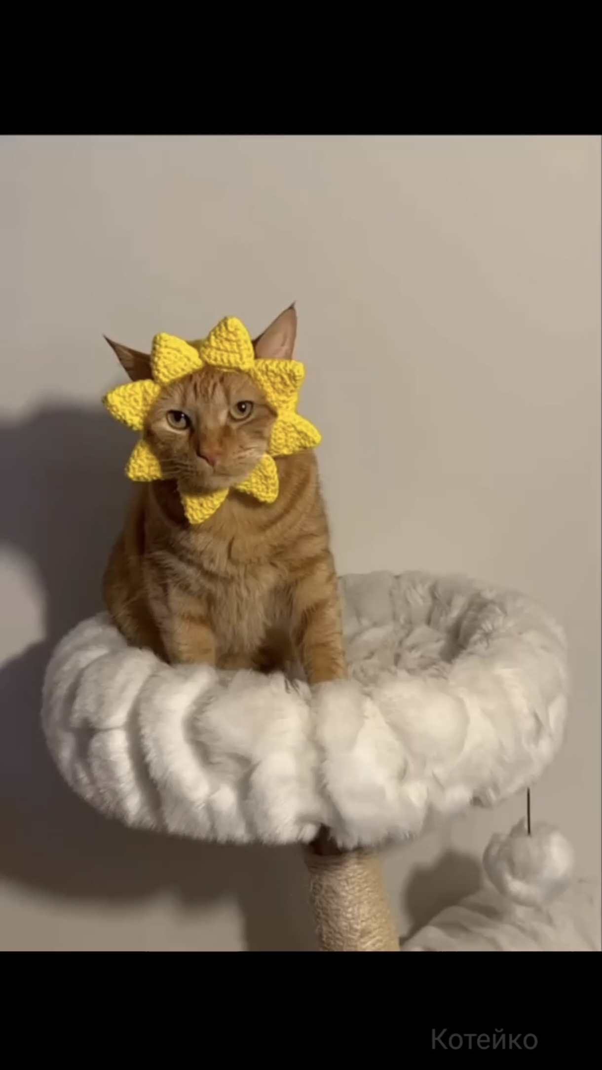 Кото затмение солнца ☀️