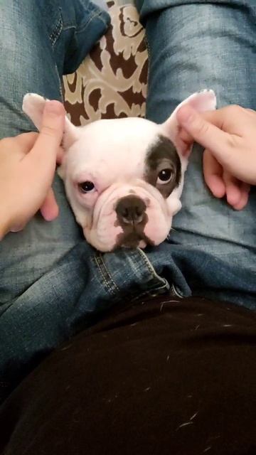 Балдеж когда чешут ушки))