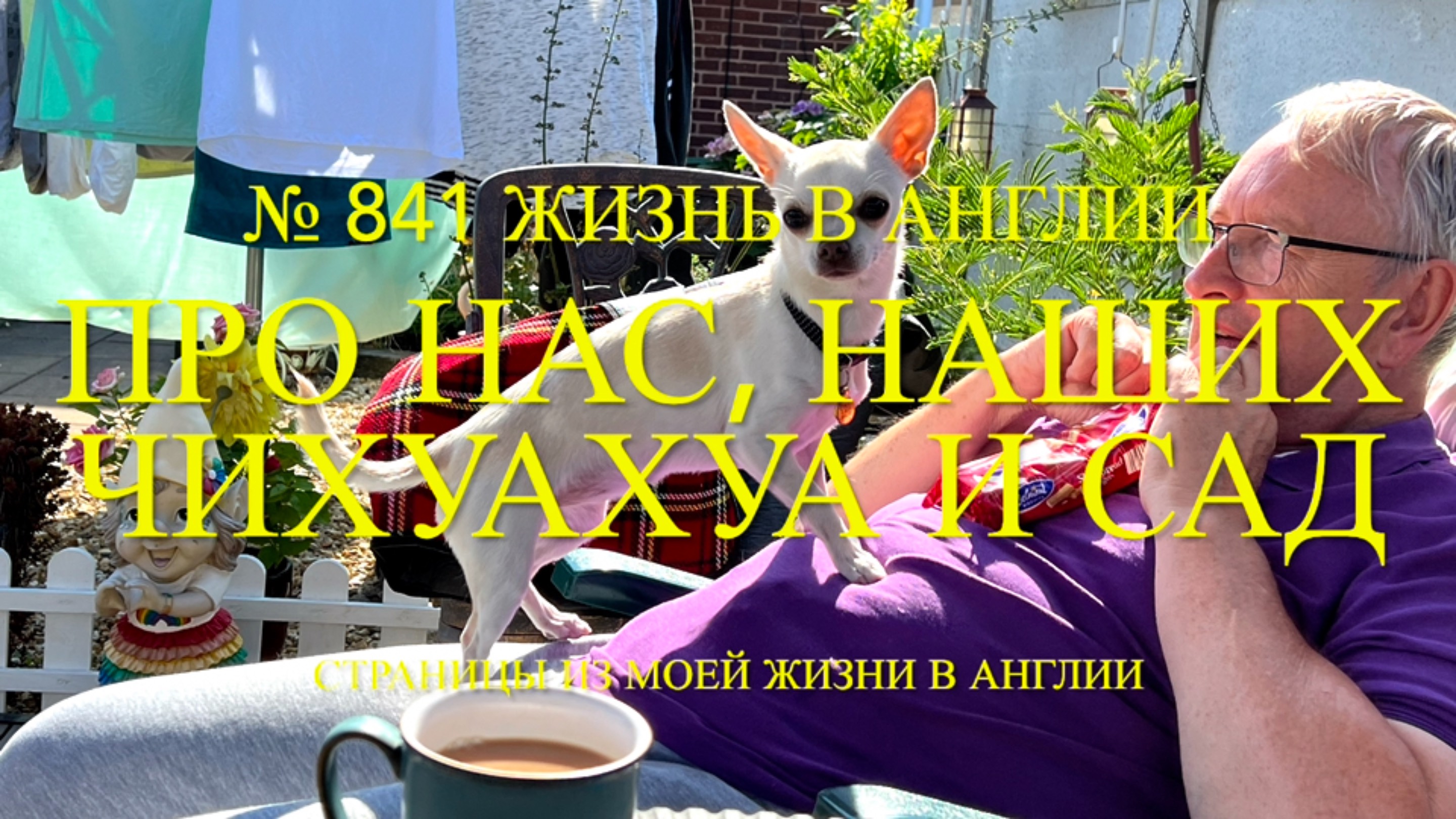 Про нас, наших чихуахуа Лилли и Люси и наш сад. № 841 Жизнь в Англии