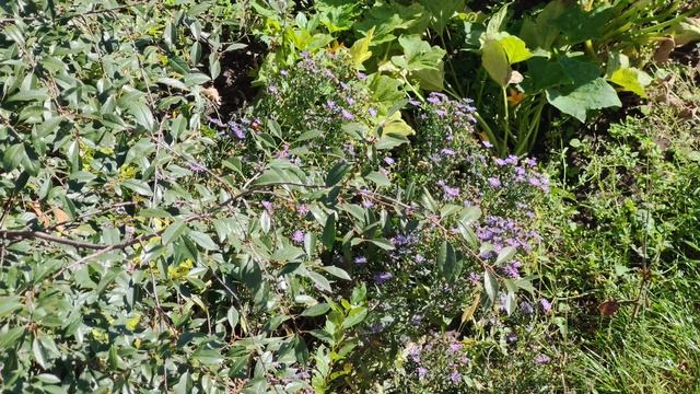 12-09-2025 цветы на деревенском огороде