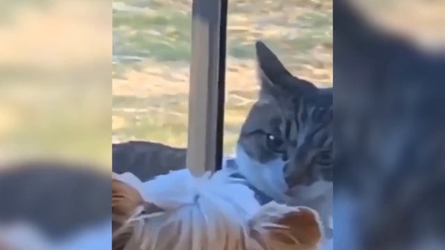 Смешные животные