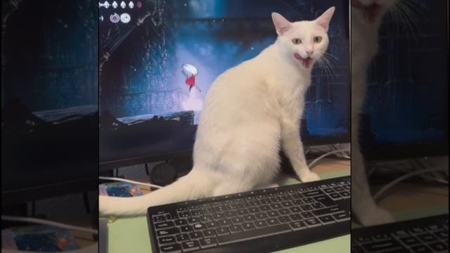 Непроходимый босс в Silksong