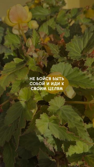 Они сказали «невозможно», а ты уже сделал первые шаги с ASTERICA