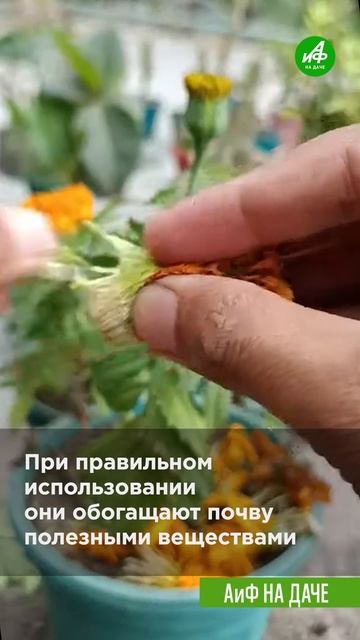 Лучшие цветы для начинающих дачников: как сажать бархатцы