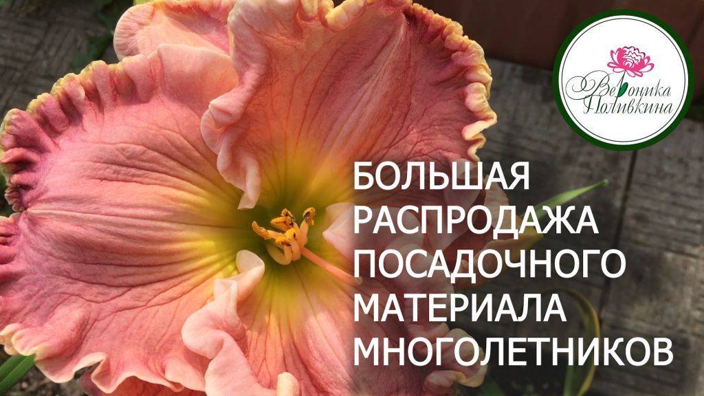 ОСЕННЯЯ РАСПРОДАЖА МОИХ РАСТЕНИЙ