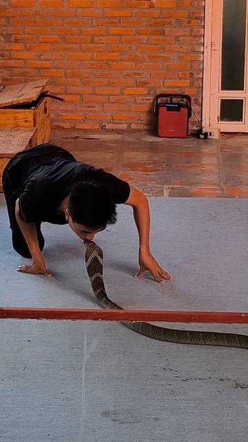 Нячанг. Поцелуй с Ядовитой Сиамской Коброй. Вьетнам за 72 тысячи рублей с перелетом.@tutsi-dieti