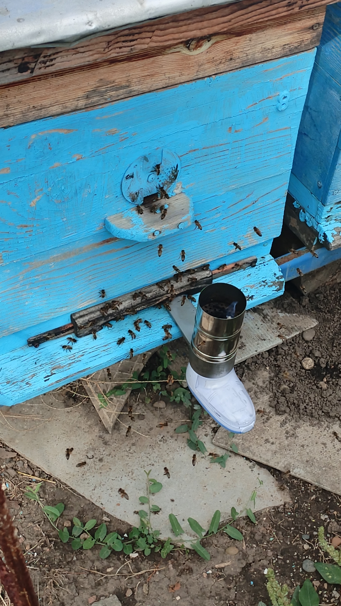 Пчелы вышли во время обстановки.