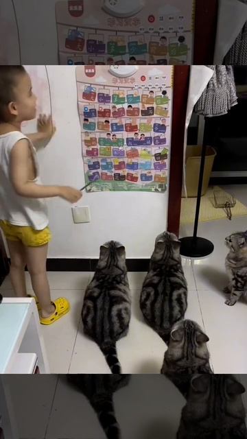Учим котанов