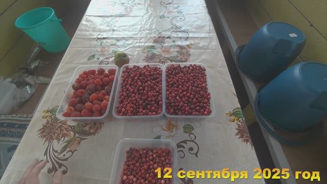 7 соток. В лес по бруснику и вырезаю кусты и малинник. Хроника 12 сентября 2025 год