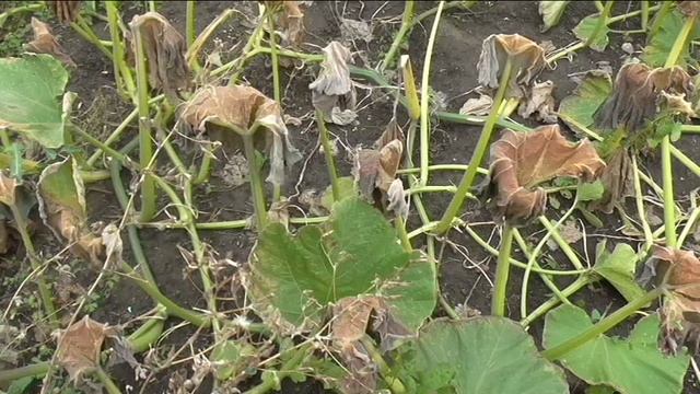 Уборка тыквы