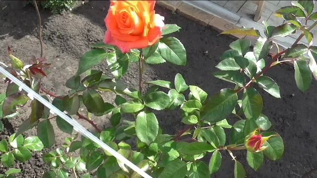 Цветы в середине сентября