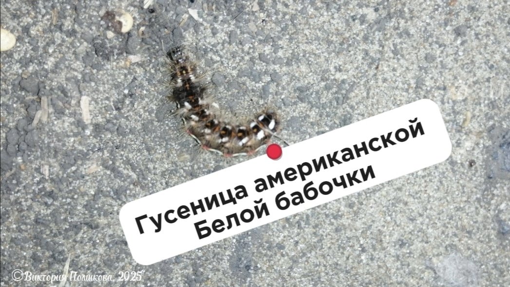 Гусеница американской белой бабочки упала со стола 😄, это опасный вредитель плодовых