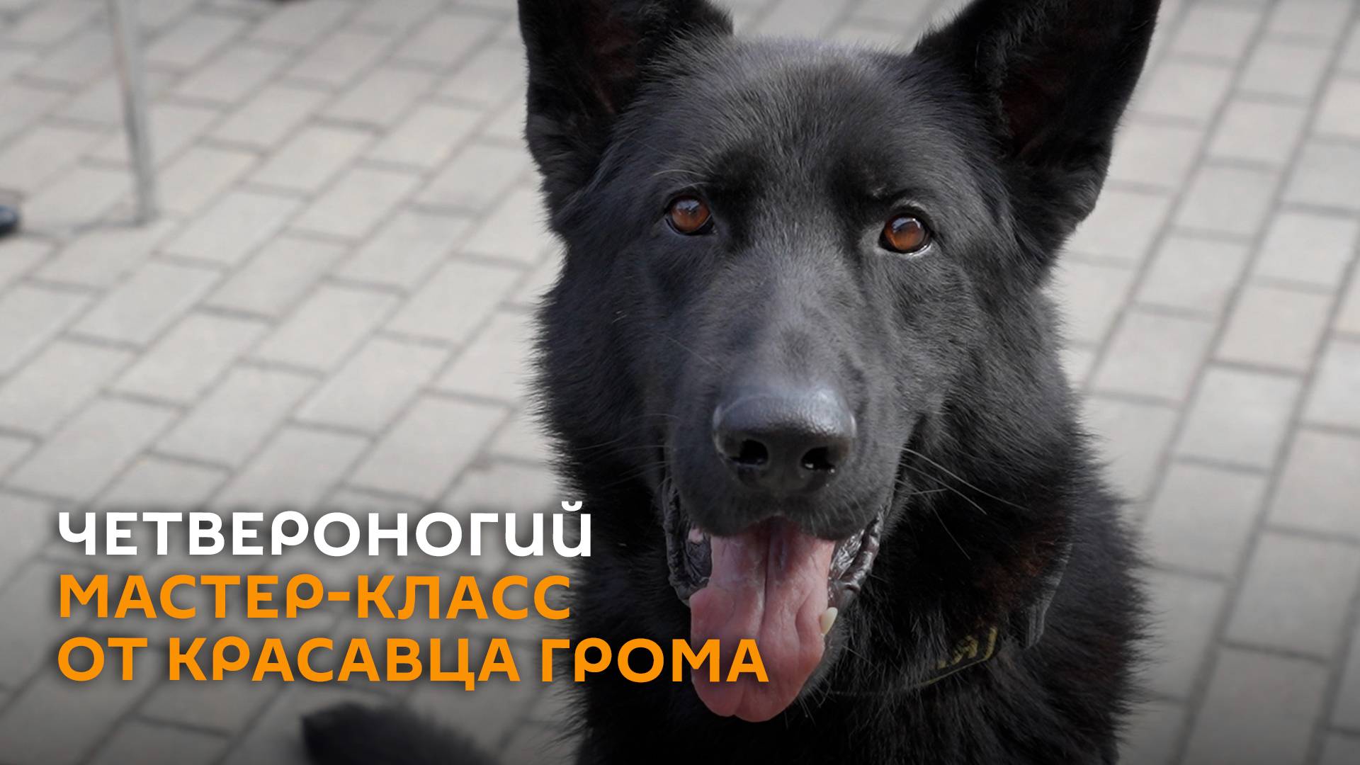 Четвероногий мастер-класс: «змейка» от красавца Грома для Sputnik