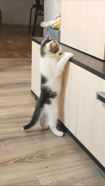 Котёнок хочет поймать лазерный луч. #котята