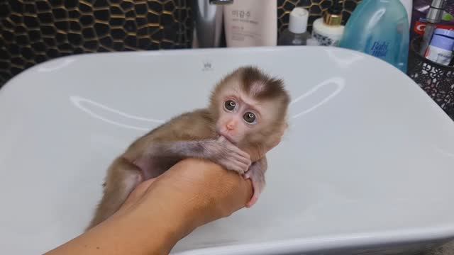 Обезьянка малюточка мышонок была одна Моют Поют Одевают Оживает лапусечка МИЛОТА