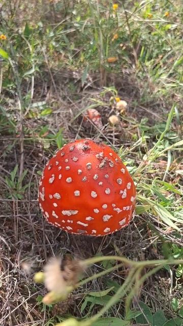 мухоморчик