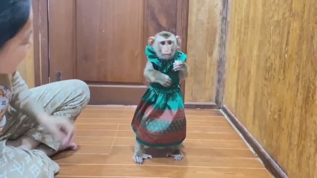 Обезьянка примеряет все платья ВЫБРАЛА ДВА Нарядная Вылитая ПРИНЦЕССА