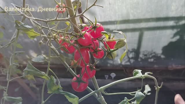 Хроника дня. 10.09.2025. Сырники.Манник..Помидоры. Чишу теплицу. Лайфстайл